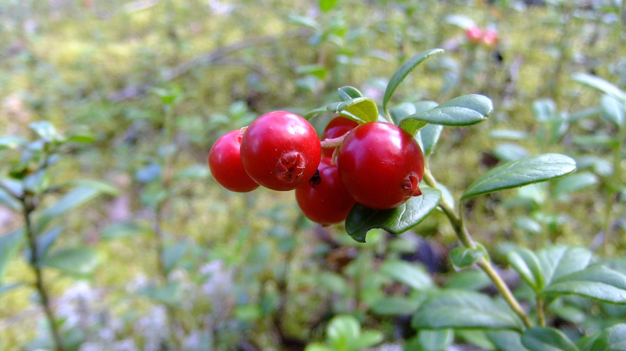 Beeren Preiselbeeren Rot - Kostenloses Foto auf Pixabay - Pixabay