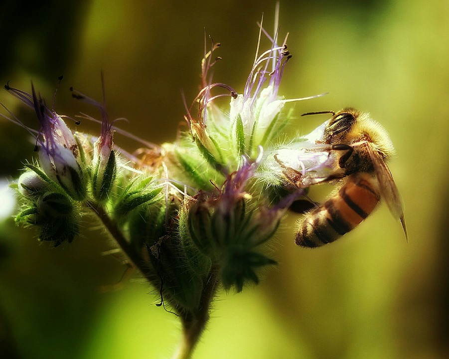 Bee Always Pollen - Free photo on Pixabay