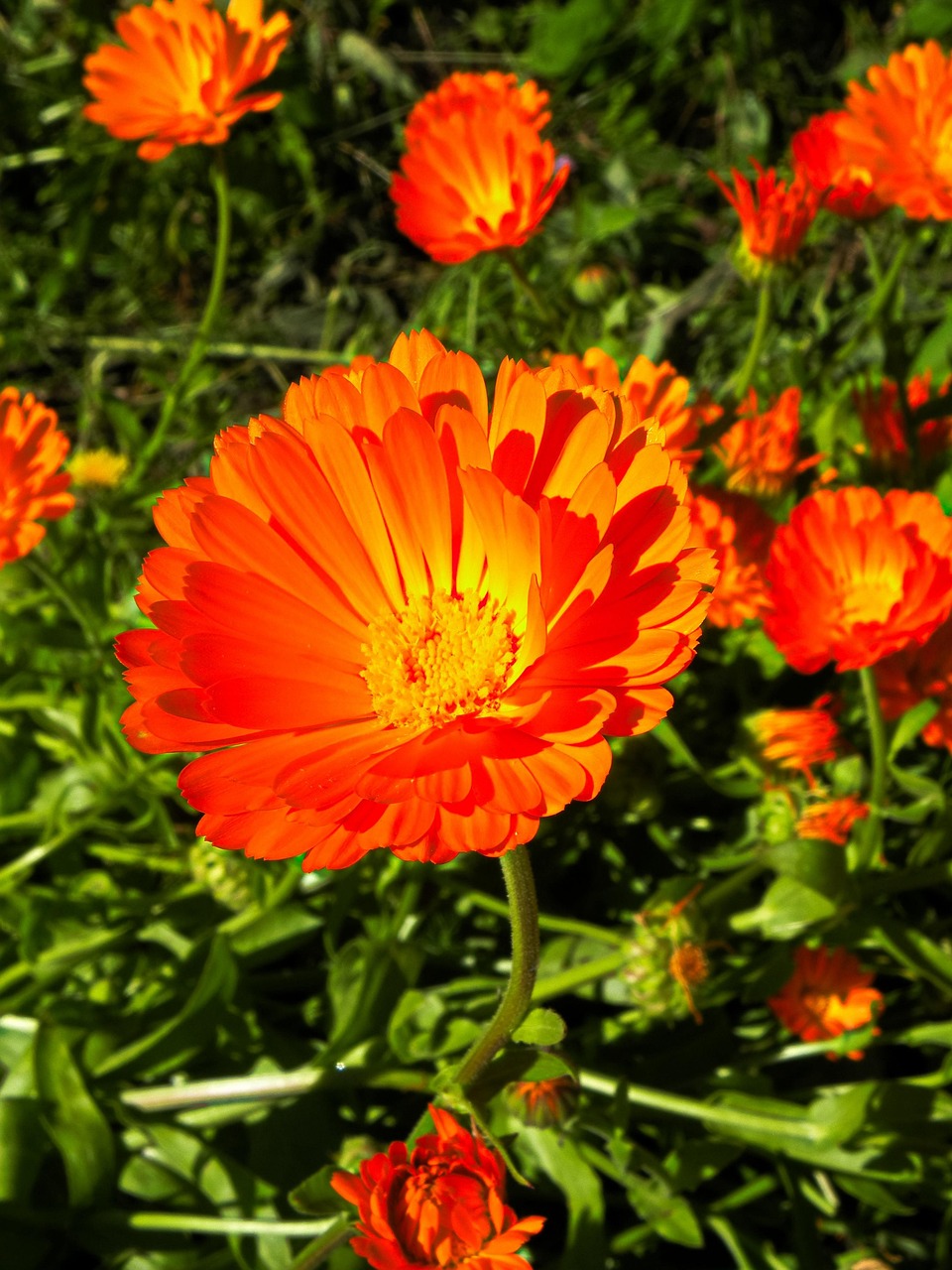 Calendula Bunga Tanaman - Foto gratis di Pixabay - Pixabay