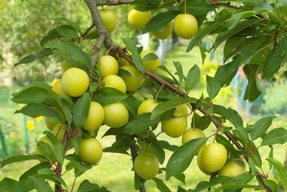 Plum Mirabelki Yellow Garden - Free photo on Pixabay