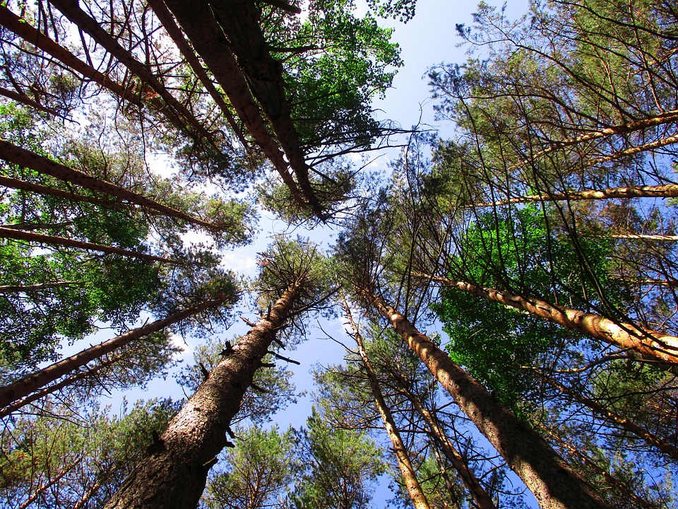 Trees Forest Sky - Free photo on Pixabay - Pixabay
