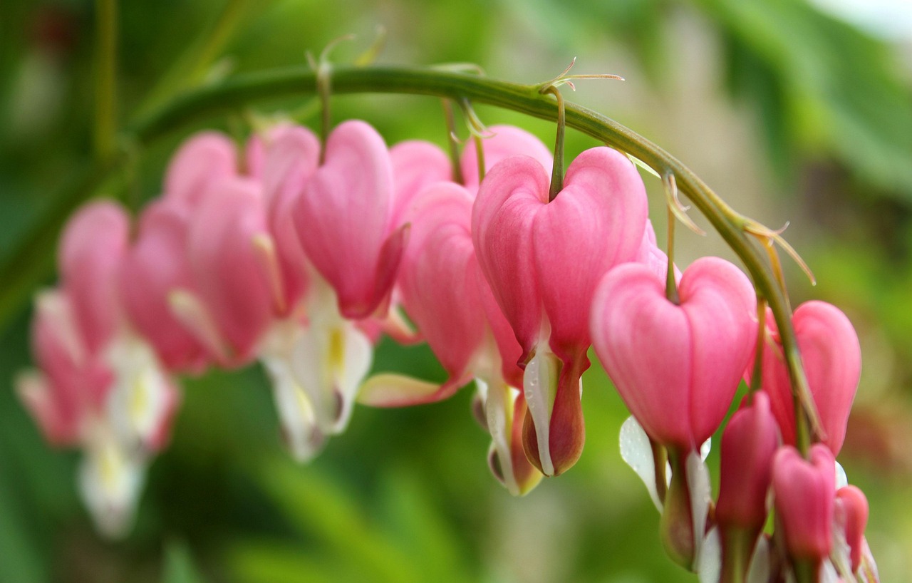 Flower Bleeding Heart Spring - Free photo on Pixabay - Pixabay