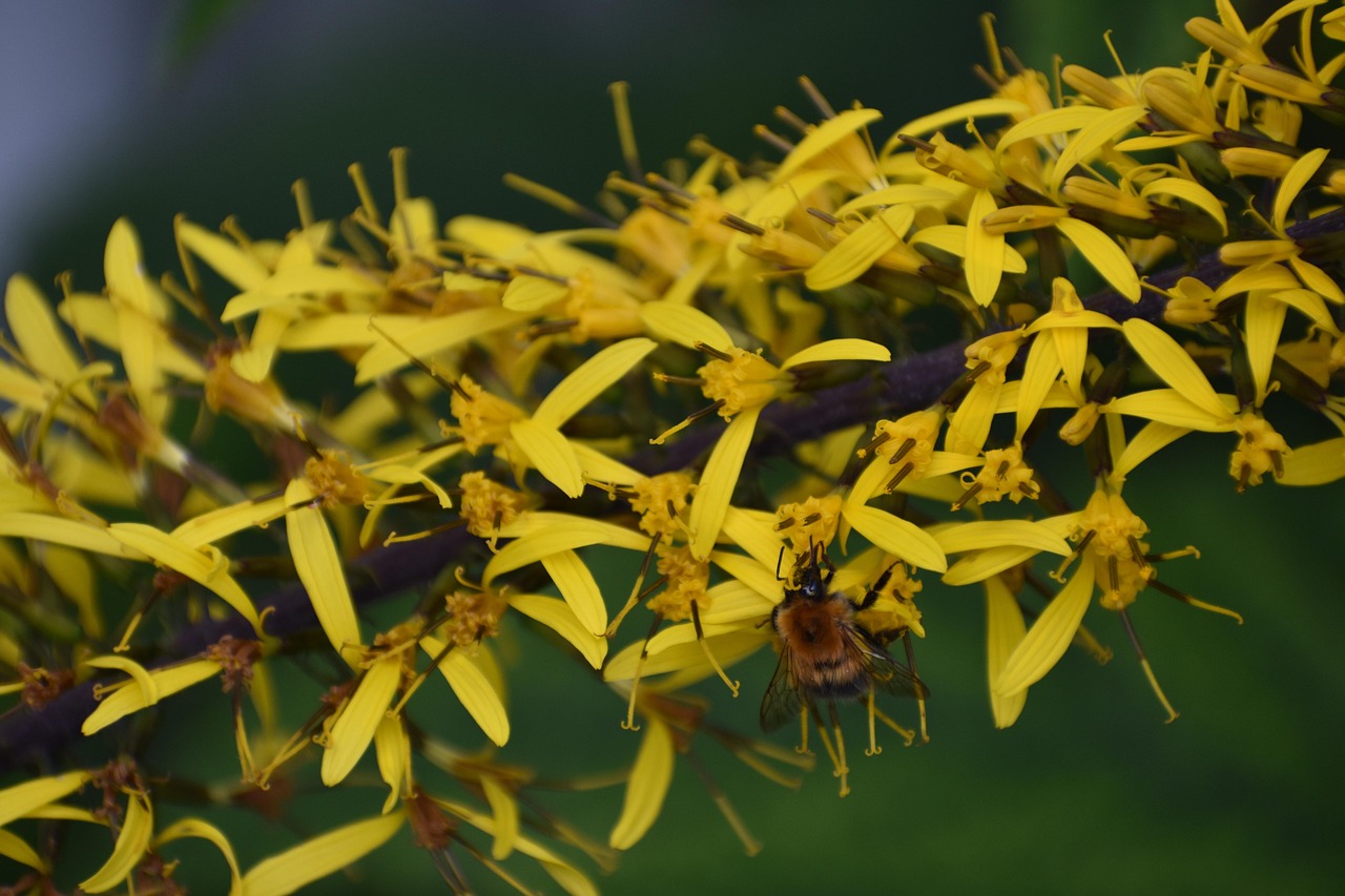 Flor Amarillo Jardín - Foto gratis en Pixabay - Pixabay