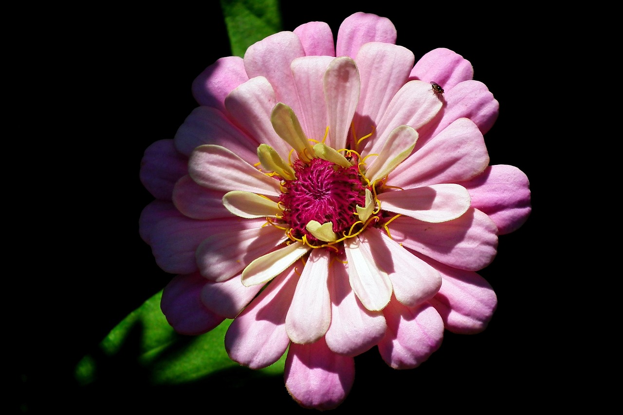Flor Zinnia Rosado - Foto gratis en Pixabay - Pixabay