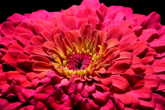 Bunga Zinnia Merah - Foto gratis di Pixabay - Pixabay