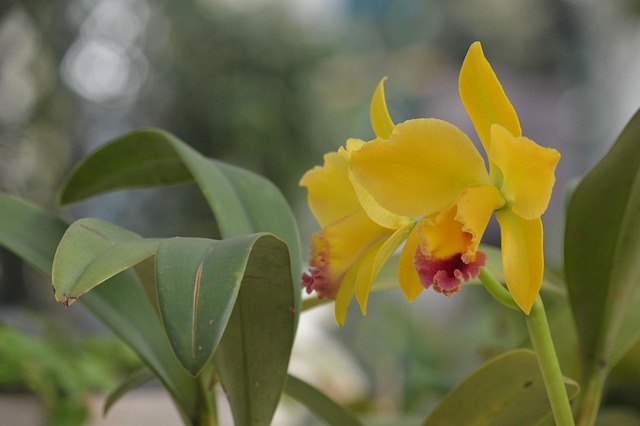 Anggrek Bunga Kuning Mekar - Foto gratis di Pixabay - Pixabay