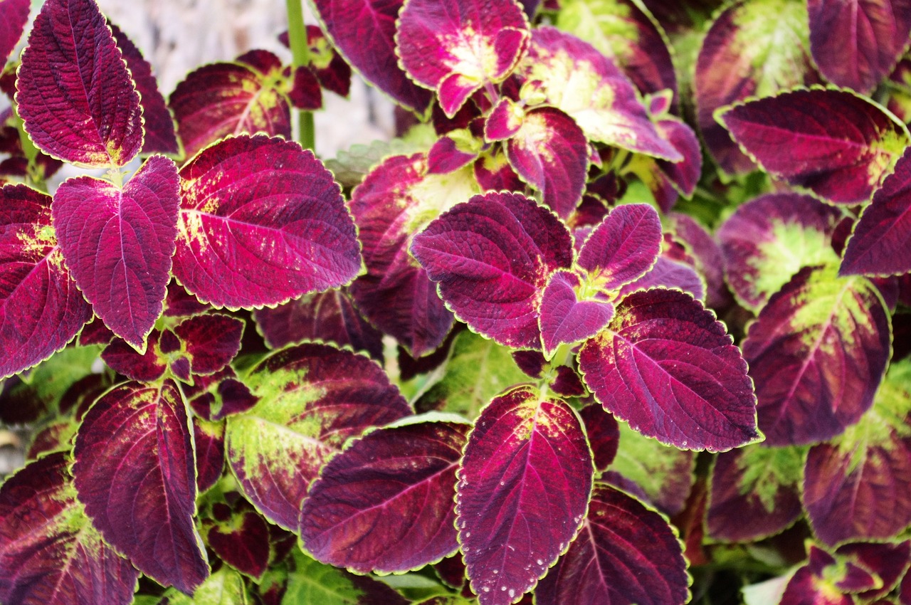 Coleus At Little Norway - Free photo on Pixabay - Pixabay