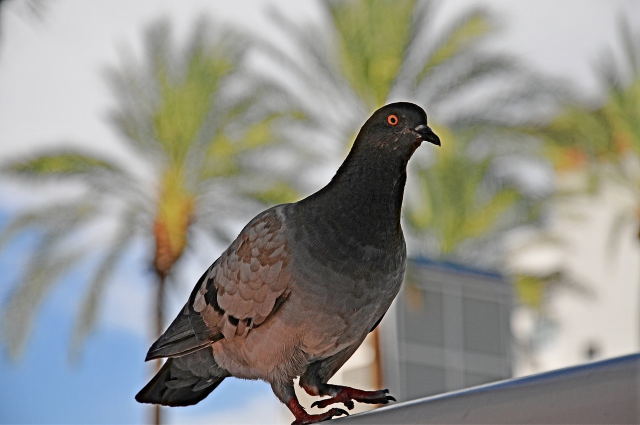 Pigeon Bird Animal - Free photo on Pixabay