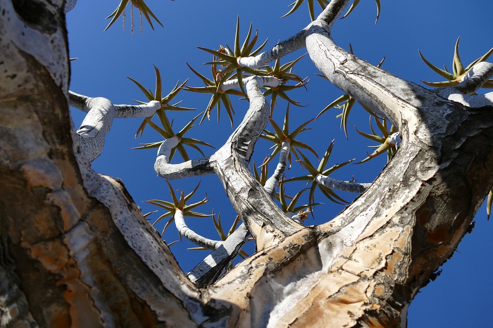 Namibia Quiver Tree Africa - Free photo on Pixabay
