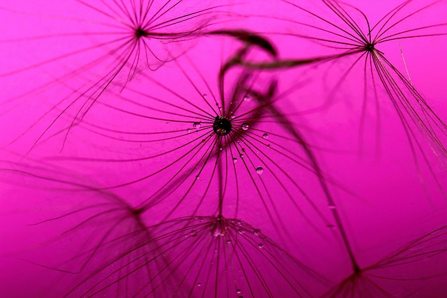 Pflanze Pusteblume Natur - Kostenloses Foto auf Pixabay