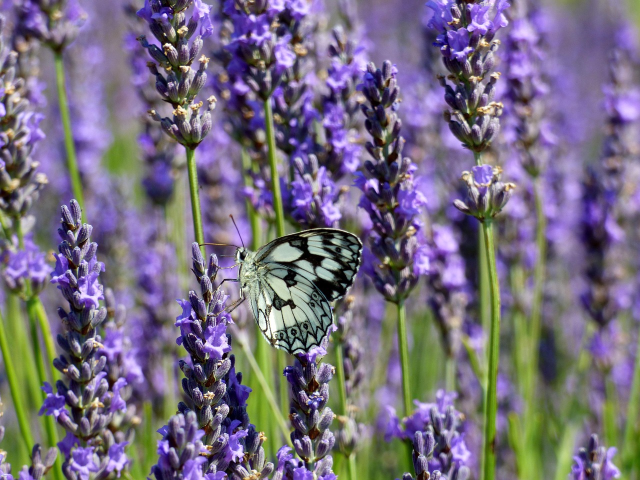 Papillon Blanc Lavande - Photo gratuite sur Pixabay - Pixabay