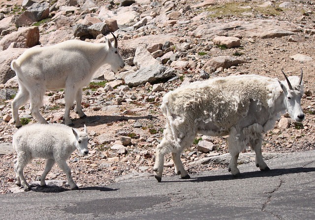 Mountain Goats Mt Evans - Free photo on Pixabay - Pixabay