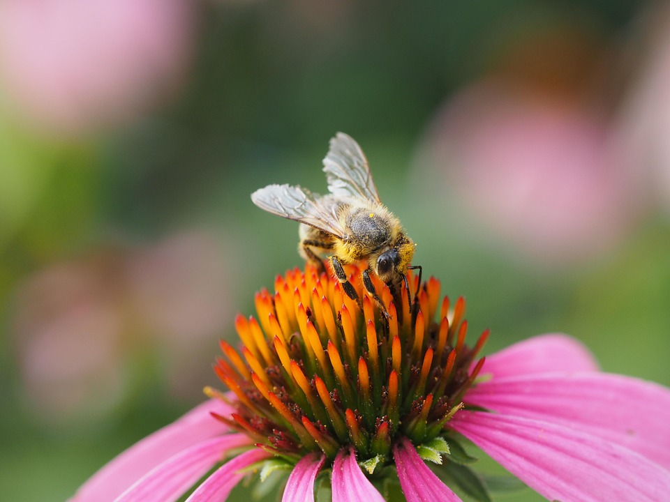 Abeja Insecto Naturaleza Miel De - Foto gratis en Pixabay