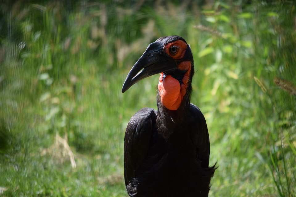 Bird Ugly Exotic - Free photo on Pixabay