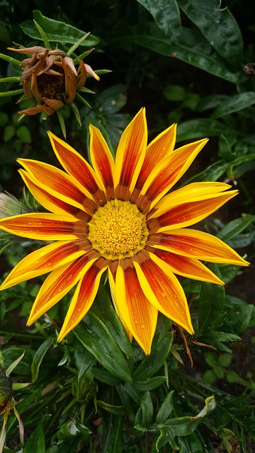 Flower Nature Flora - Free photo on Pixabay