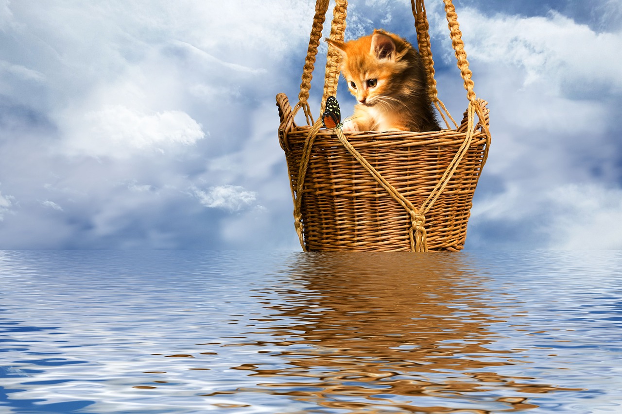 Animal Gato Cielo - Foto gratis en Pixabay - Pixabay