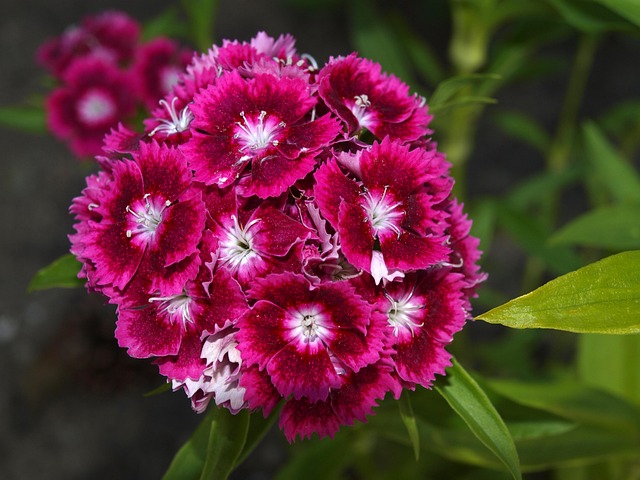 Carnation Chinese Flower - Free photo on Pixabay