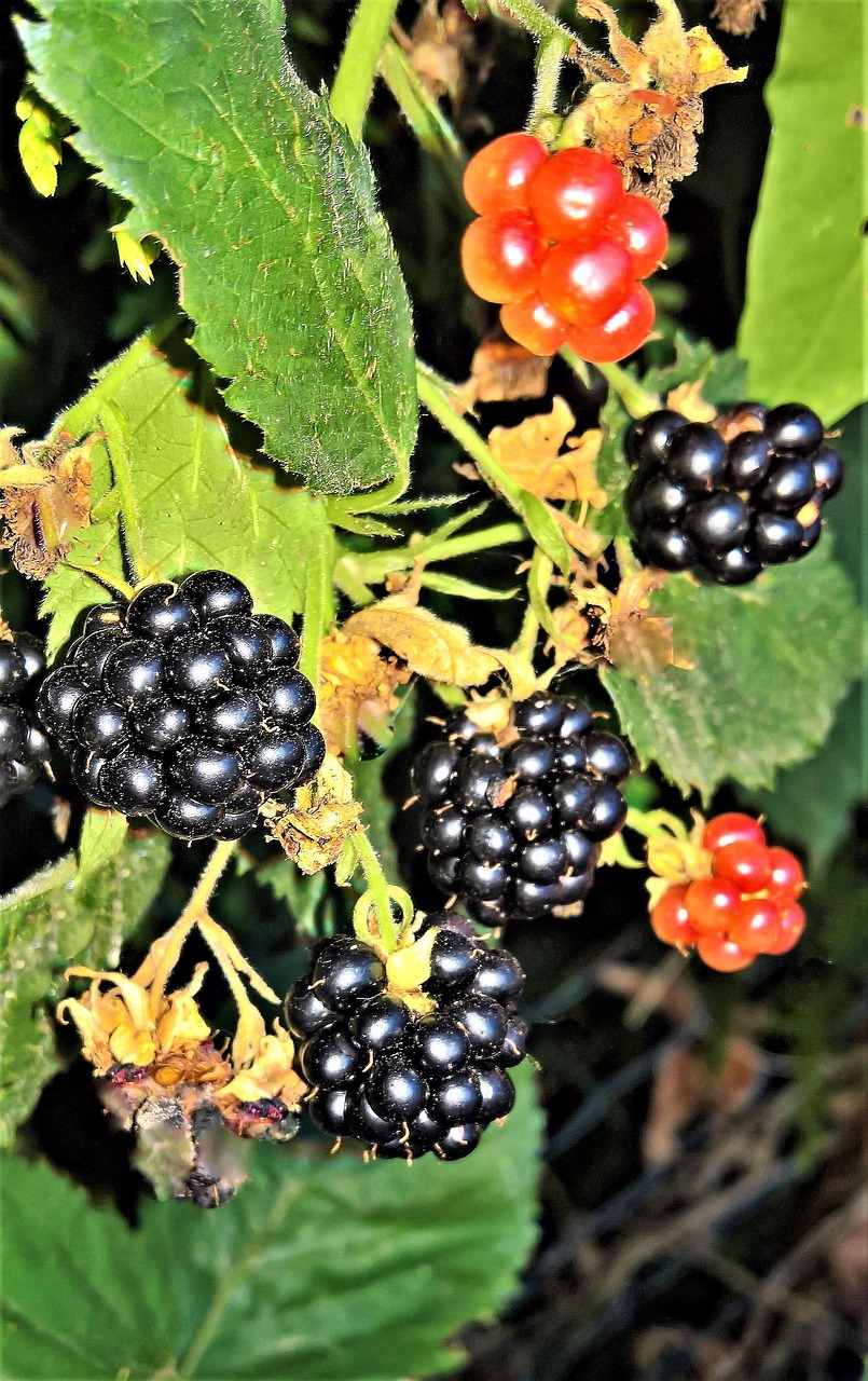 Blackberries Bramble Kink Growing - Free photo on Pixabay