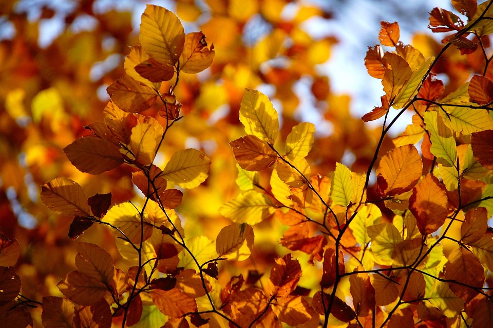 Folhas Outono Floresta - Foto gratuita no Pixabay - Pixabay