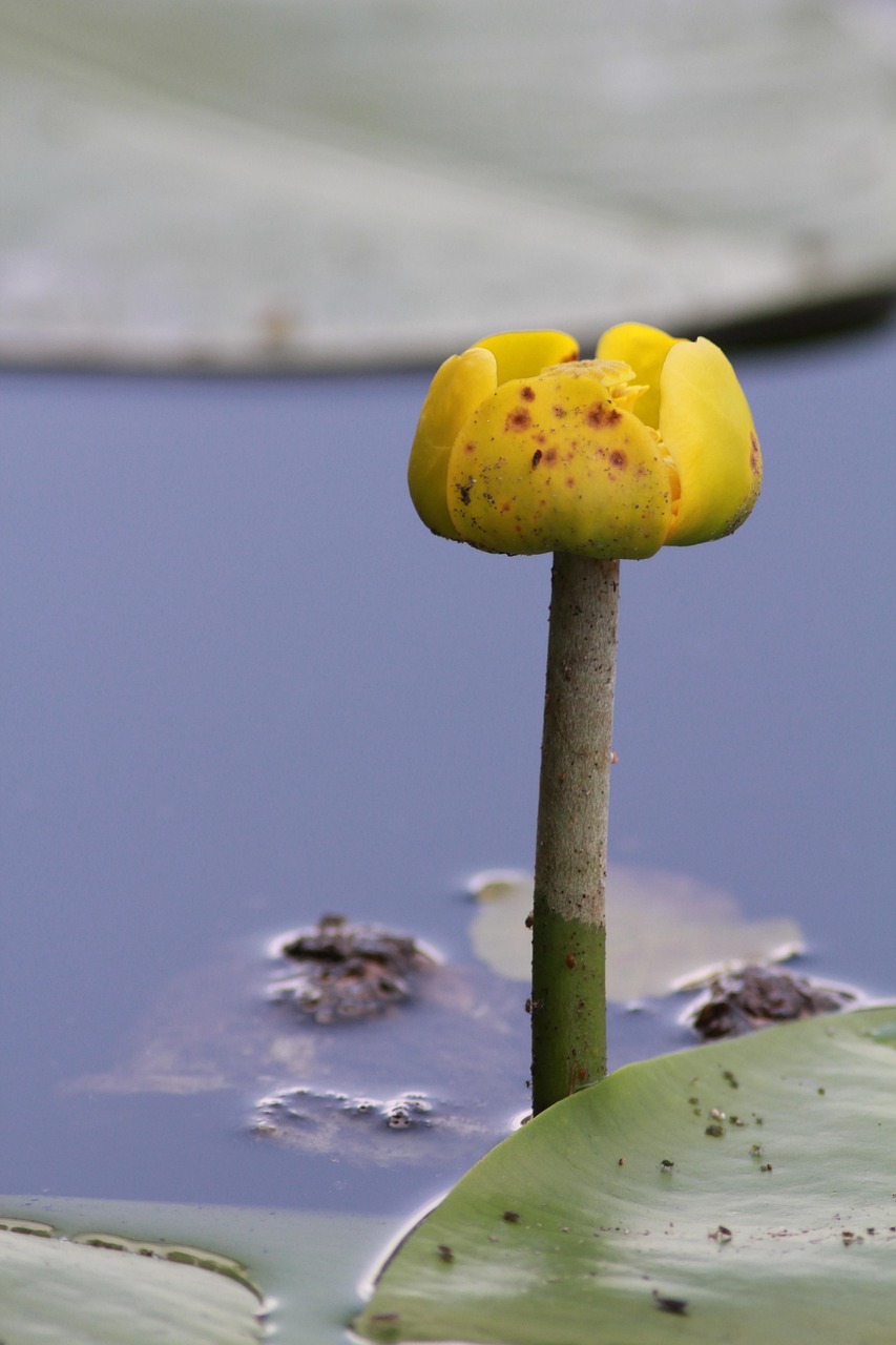 Lago Flor Agua Lirio De - Foto gratis en Pixabay - Pixabay