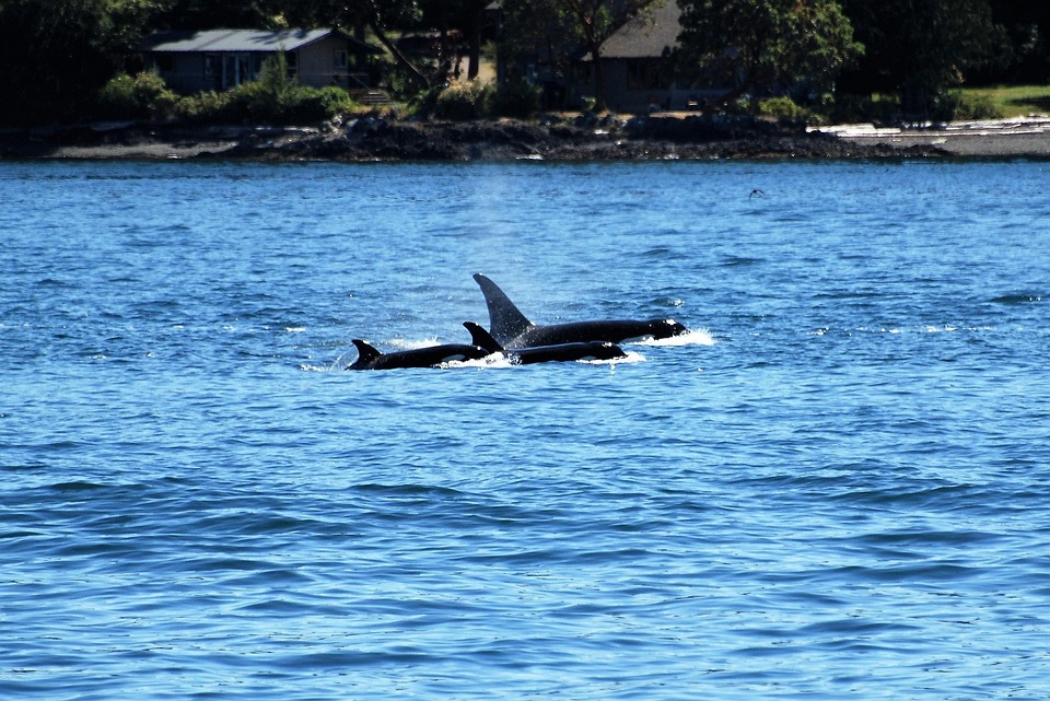 Orca Wal Schwertwal - Kostenloses Foto auf Pixabay - Pixabay
