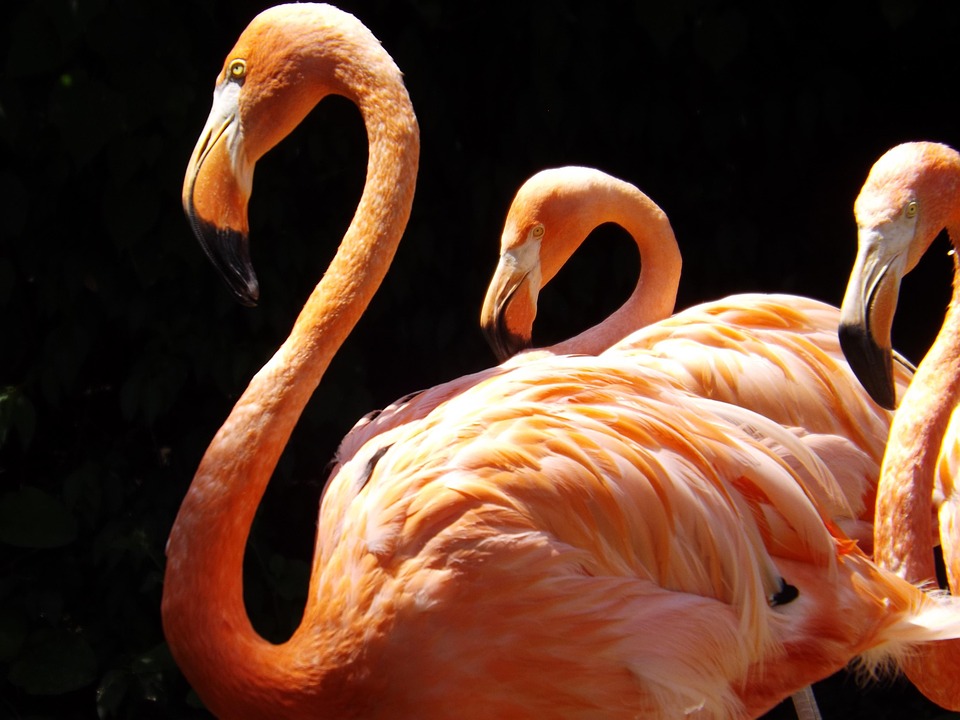 Flamingoes Zoo N - Free photo on Pixabay