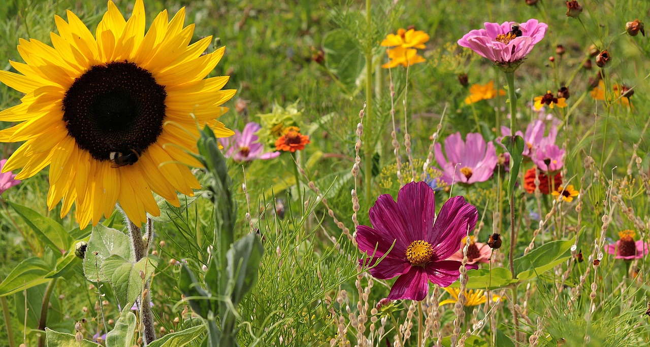 4.000+ kostenlose Wiesenblumen und Blumenwiese-Bilder - Pixabay