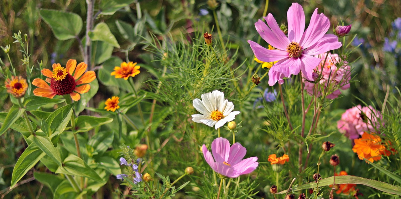 400.000+ kostenlose Wildblumen Hintergrund und Wildblumen-Bilder - Pixabay