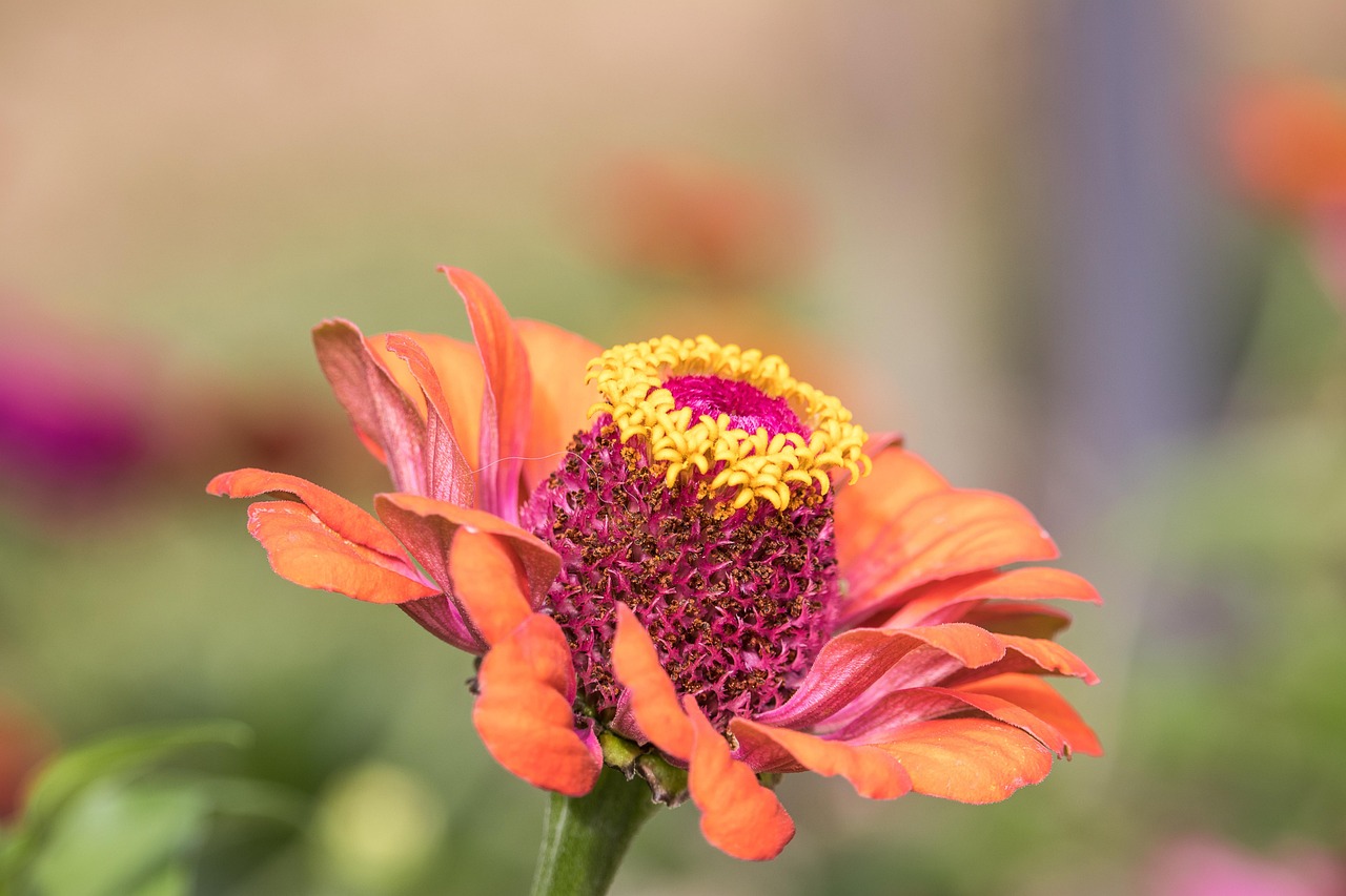 Zinnia Fleur Plante La - Photo gratuite sur Pixabay - Pixabay