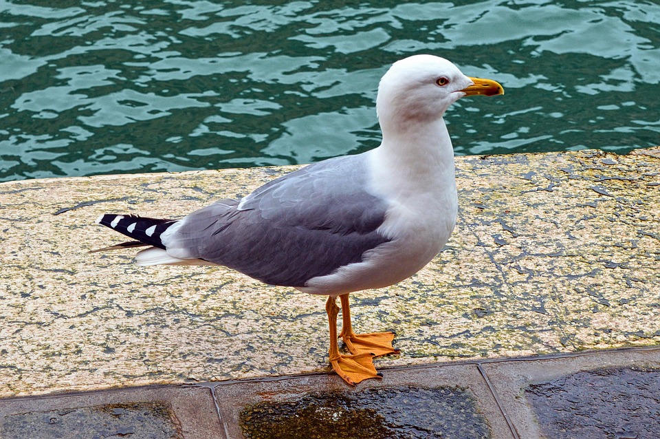 Oiseau Mouette Ailes - Photo gratuite sur Pixabay - Pixabay