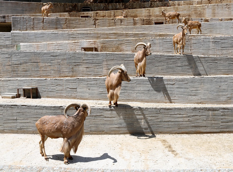 Goat Zoo Animal - Free photo on Pixabay - Pixabay