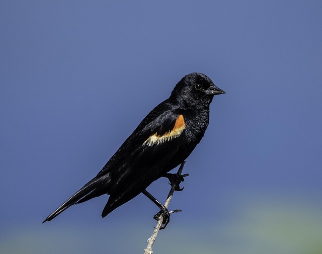 30,000+ Free Red-Winged Blackbird & Nature Images - Pixabay