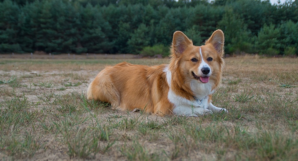 Welschcorgi Corgi Pet - Free photo on Pixabay - Pixabay
