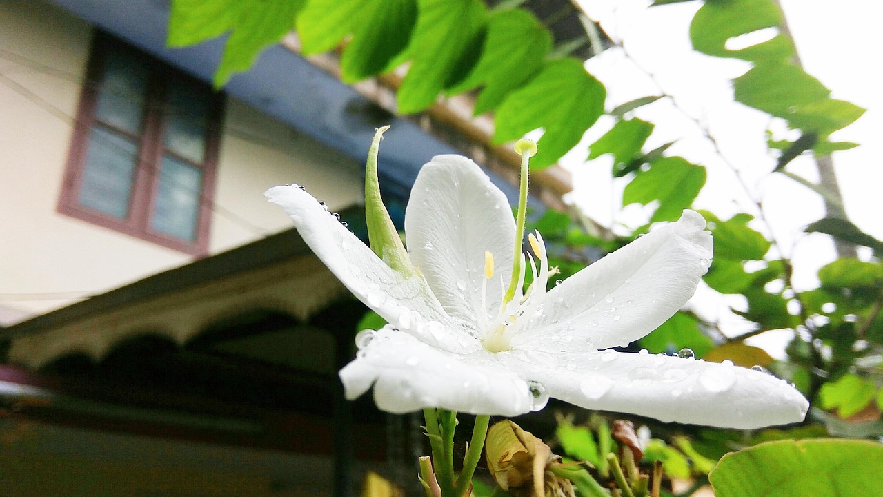Flor Branco E Verde Plantas - Foto gratuita no Pixabay - Pixabay