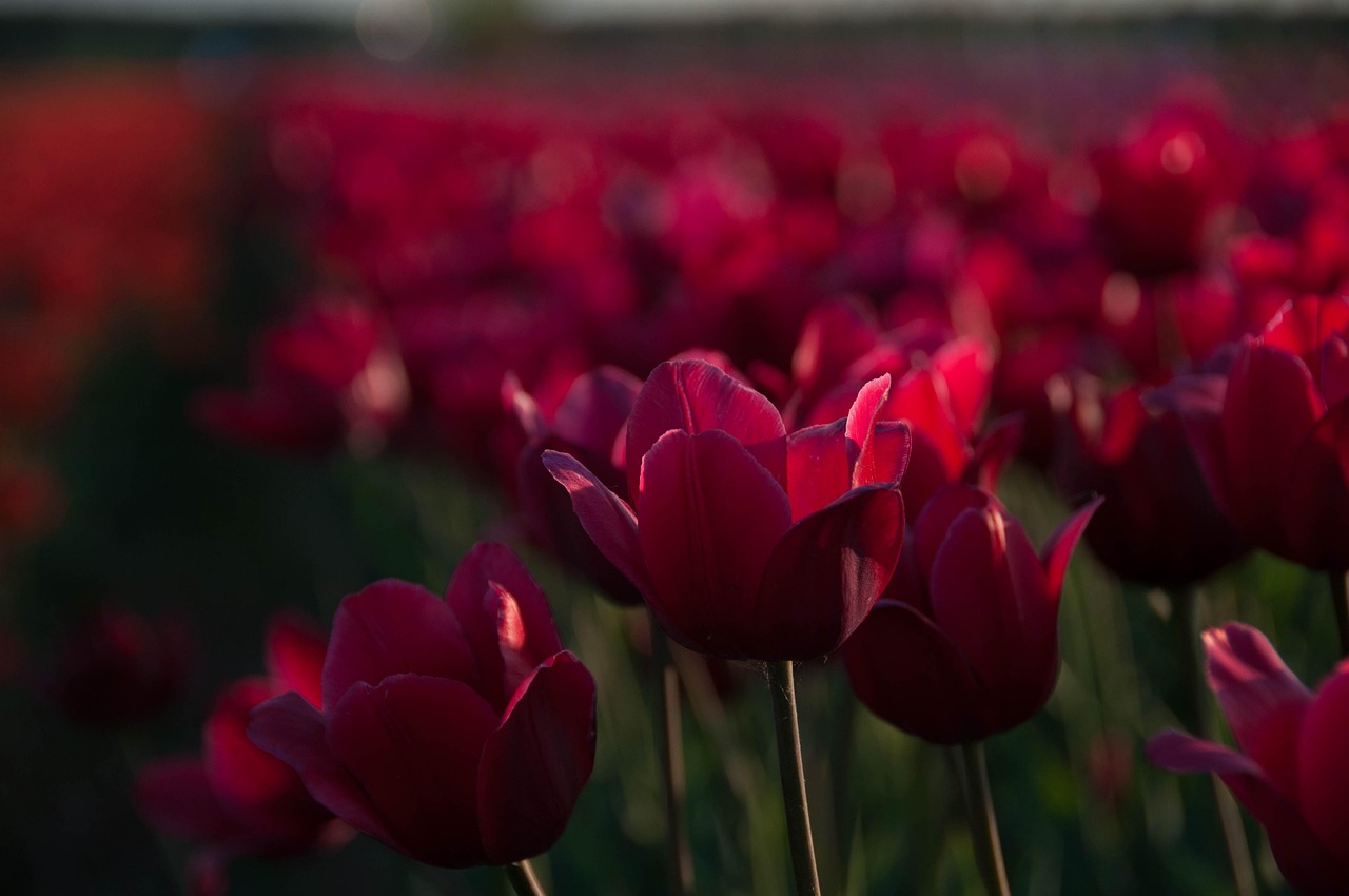 Tulips Flowers Spring - Free photo on Pixabay