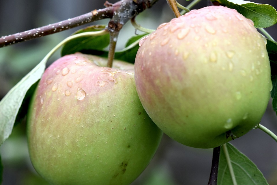 Fruit Deciduous Apples - Free photo on Pixabay
