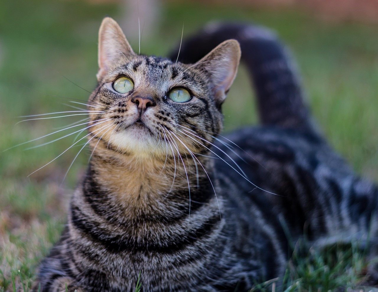 Cat Nature Predator - Free photo on Pixabay