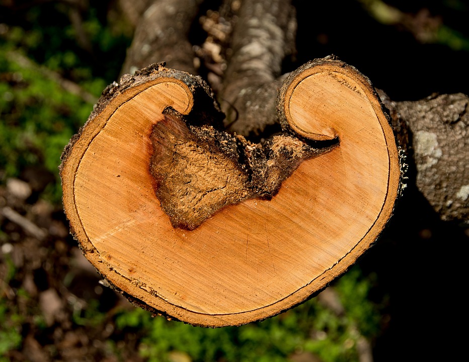 Wood Branch Tree - Free photo on Pixabay - Pixabay