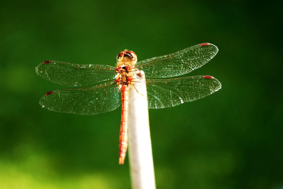 Dragonflies Insect - Free photo on Pixabay