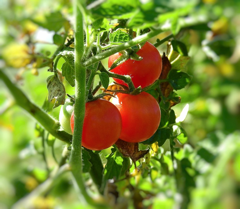 Pomidor Koktajlowy Krzak Ogród - Darmowe zdjęcie na Pixabay