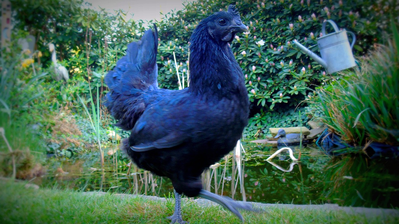 Pollo Gallina Pájaro - Foto gratis en Pixabay - Pixabay