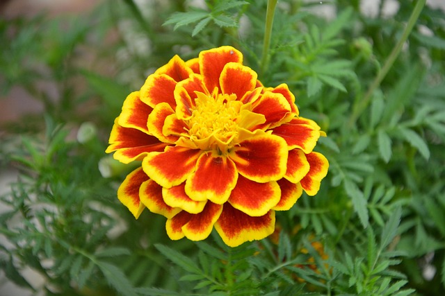 Flores De Clavel Turquía Planta - Foto gratis en Pixabay - Pixabay