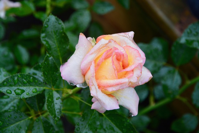 Fleur Rosier Roses - Photo gratuite sur Pixabay
