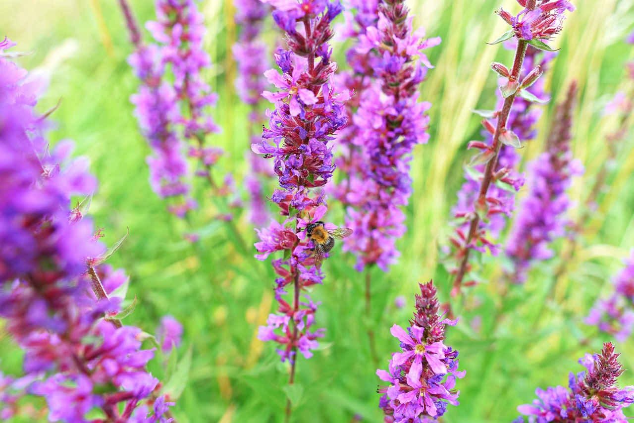Purple Loosestrife Lythrum Flower - Free photo on Pixabay - Pixabay