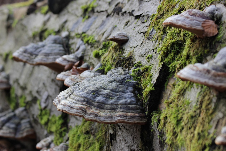 Tree Mushroom Beech - Free photo on Pixabay