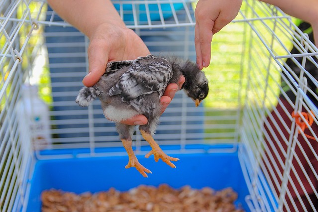 Petting Chick Bird - Free photo on Pixabay