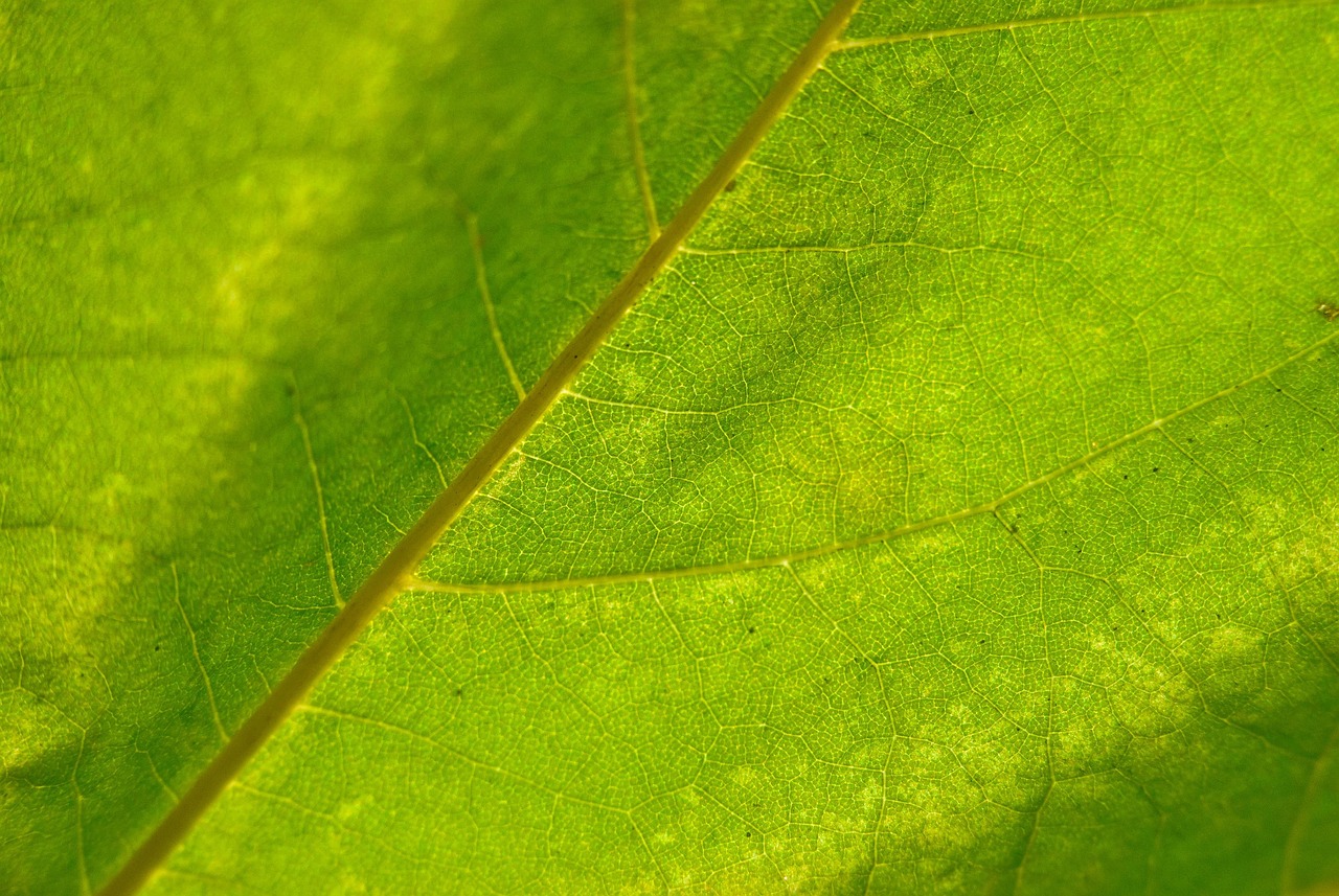 Feuille Vert Texture La - Photo gratuite sur Pixabay - Pixabay