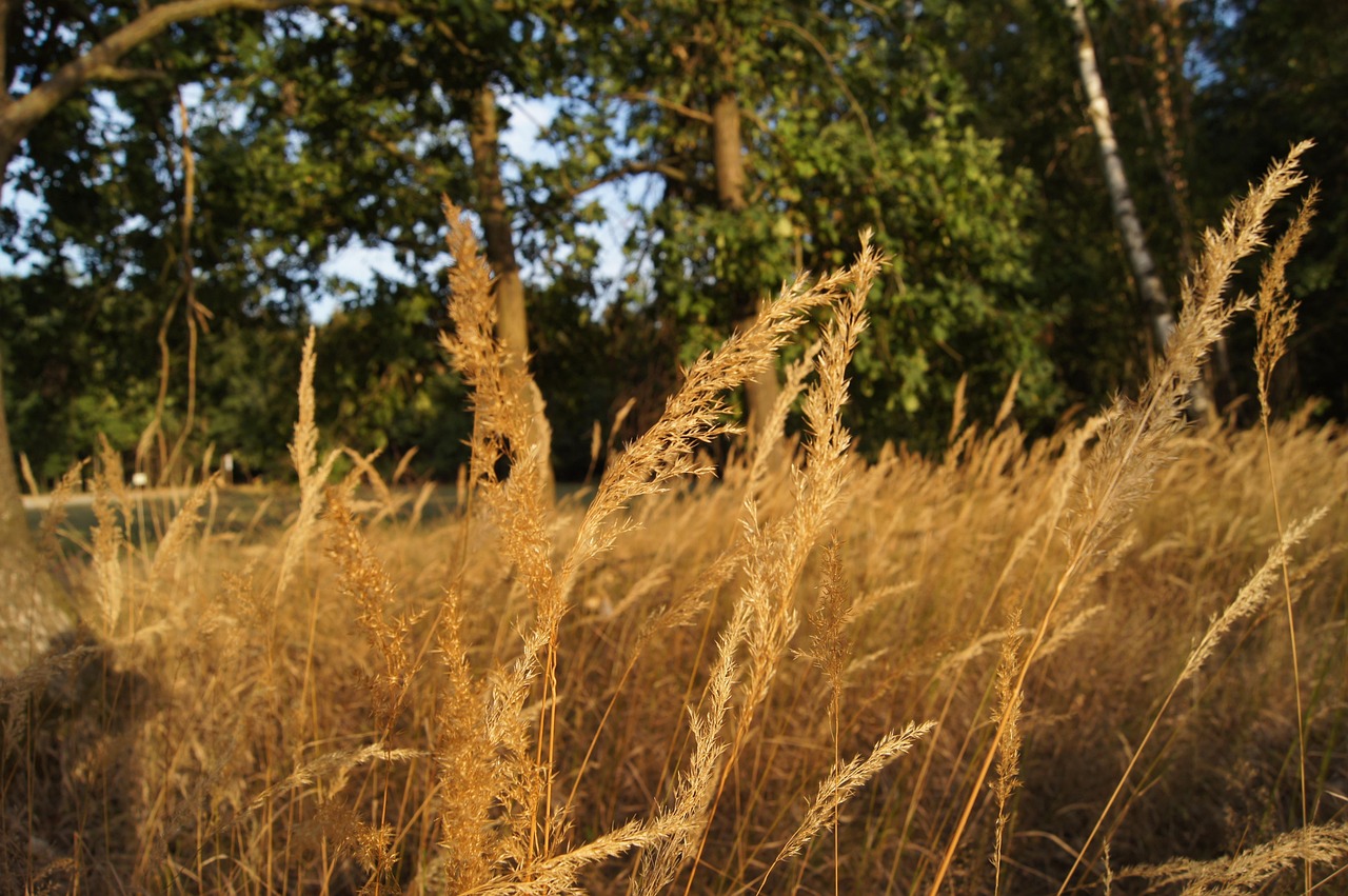 La Nature Graminées - Photo gratuite sur Pixabay - Pixabay