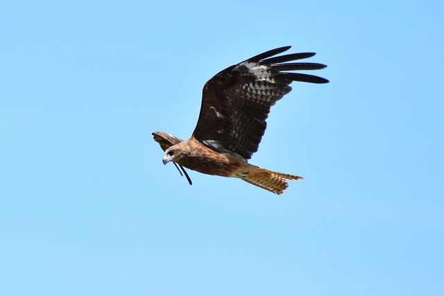 Animal Sky Bird Wild - Free photo on Pixabay - Pixabay