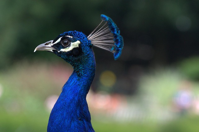Pavo Real Cabeza Pájaro - Foto gratis en Pixabay - Pixabay